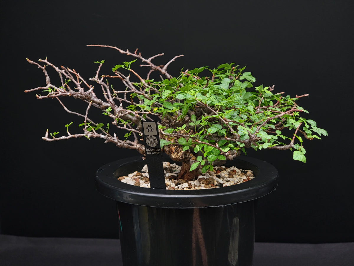 Commiphora sp. eyl somalia – Bizarre Botany