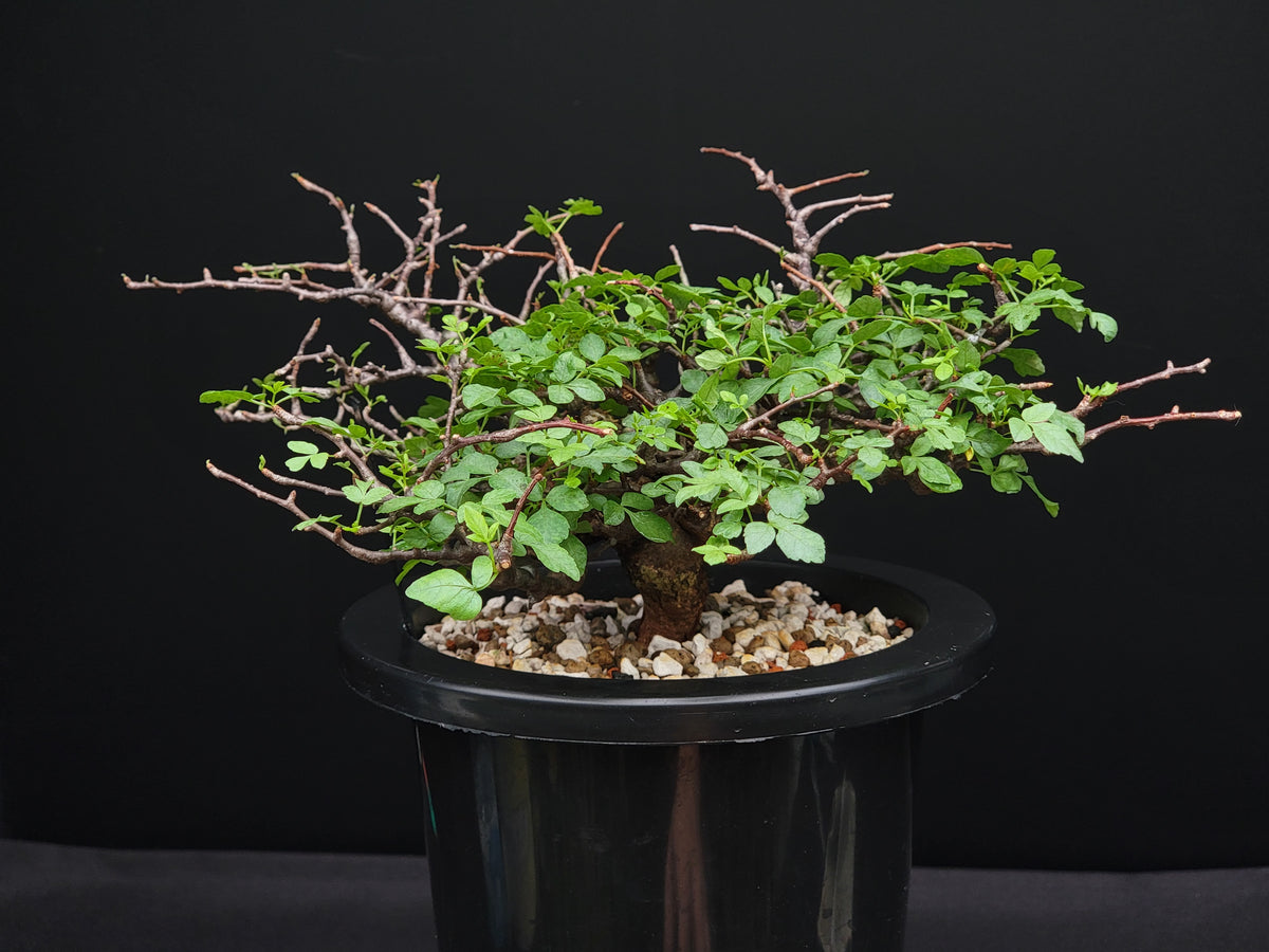 Commiphora sp. eyl somalia – Bizarre Botany