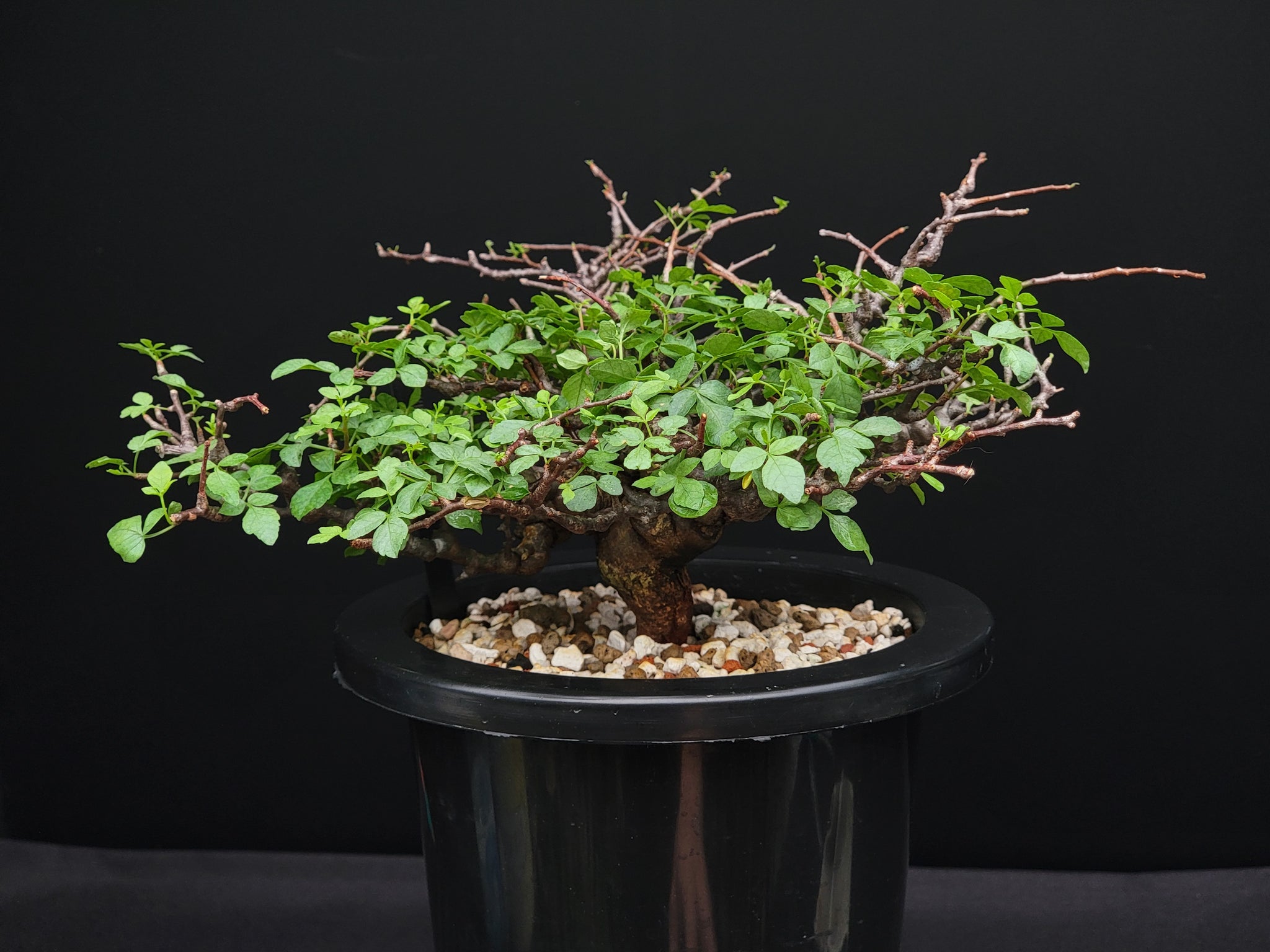 Commiphora sp. eyl somalia – Bizarre Botany
