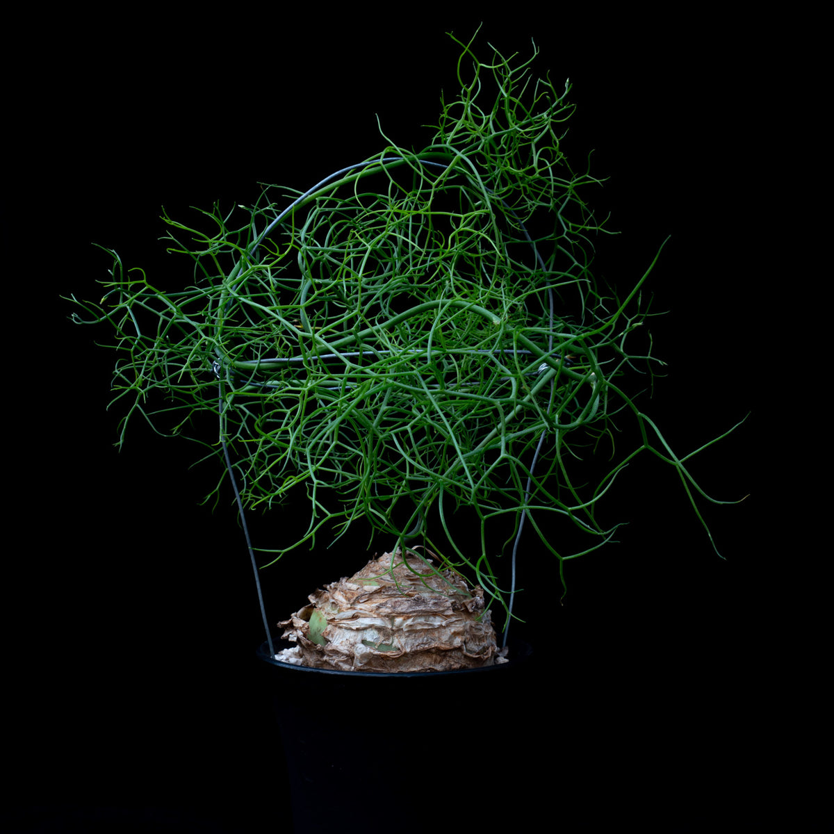 Bowiea volubilis – Bizarre Botany